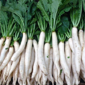 Rotkva & Rotkvica | Oro Seeds